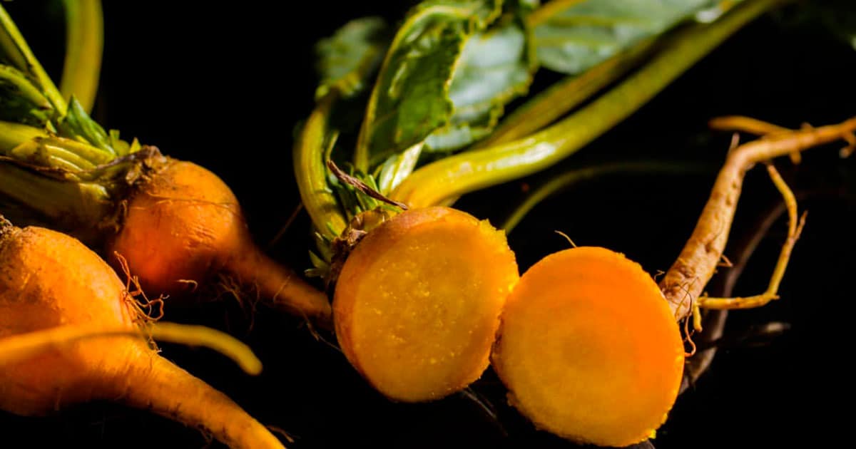 Proyecto 4 | Betabel golden baby | Vegetales Babys